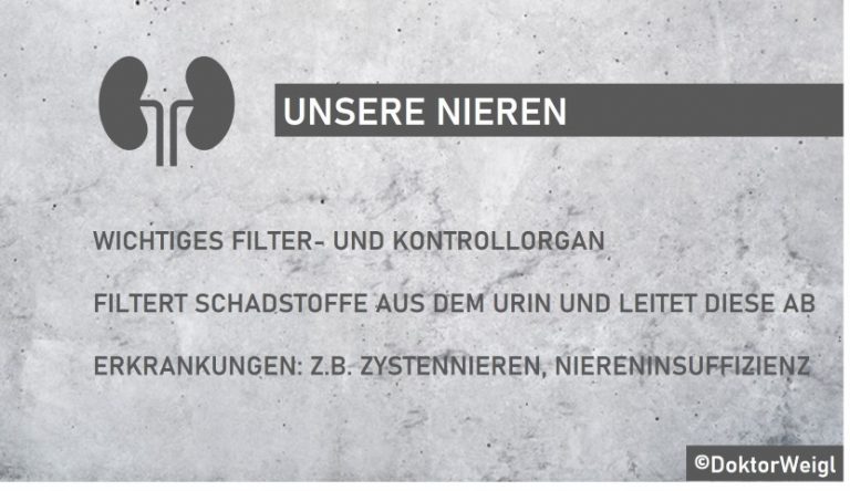 DoktorWeigl erklärt Die Niere – Ein Kontrollzentrum in unserem Körper